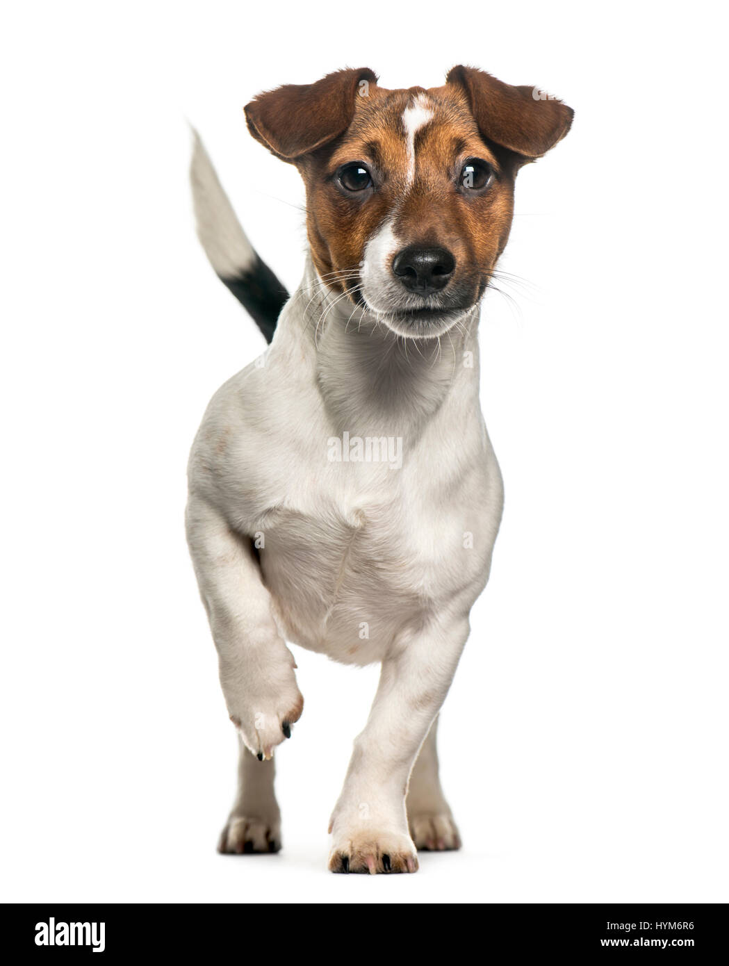 Front view of a Jack Russell Terrier standing, isolated on white Stock ...