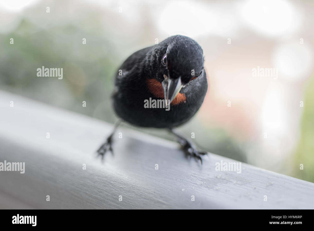 Bird spotted in Tartane, Martinique Stock Photo - Alamy