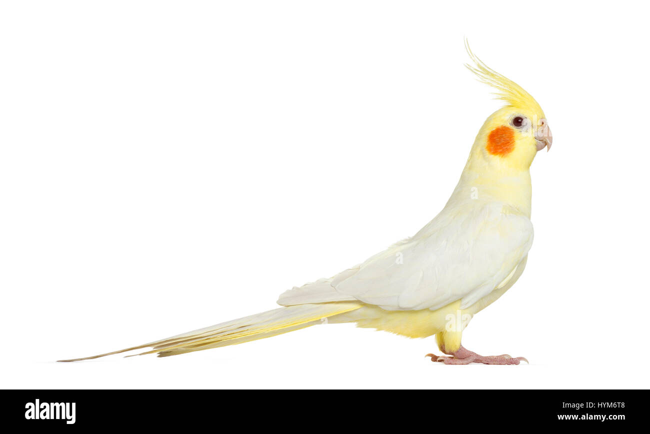 Side view of a Cockatiel, isolated on white Stock Photo - Alamy