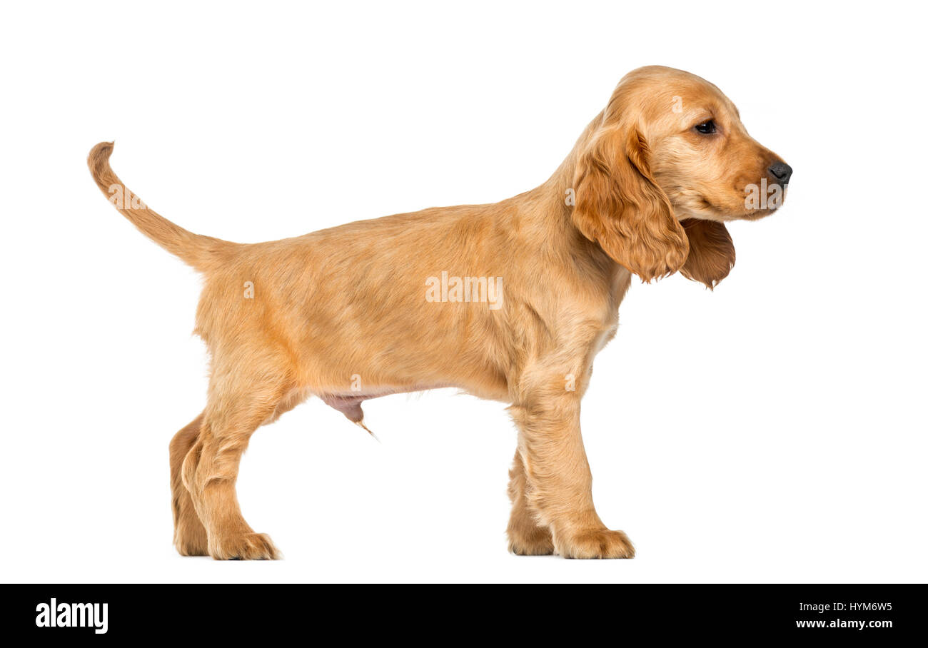 Spaniel standing side view Cut Out Stock Images & Pictures - Alamy