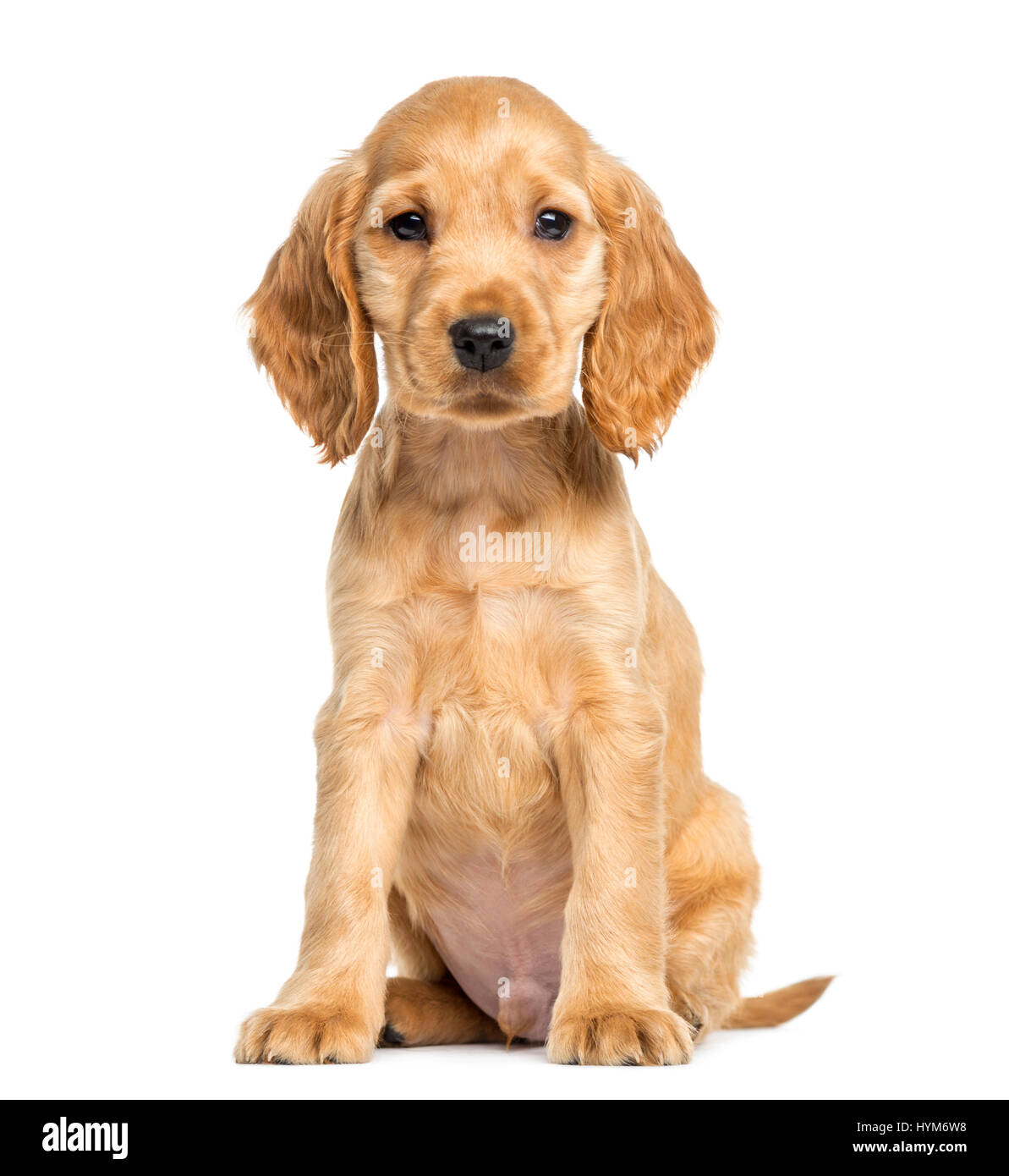 Puppy English Cocker Spaniel sitting, 9 weeks old, isolated on white ...
