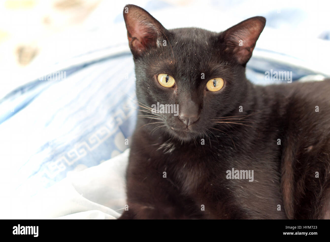Black cats gaze face crouch on soft cloth. Soft focus Stock Photo - Alamy