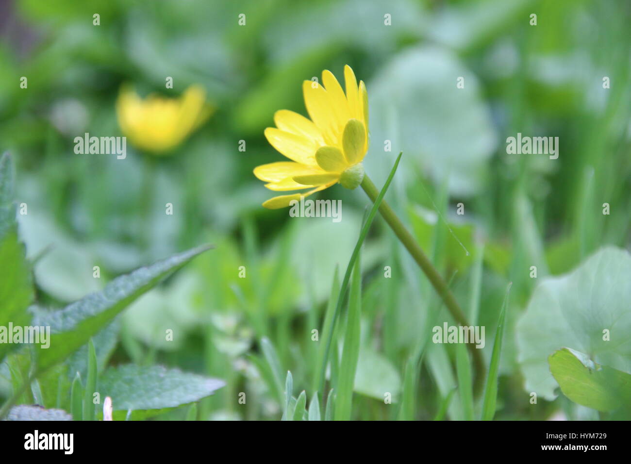 yellow spring flowers Stock Photo - Alamy