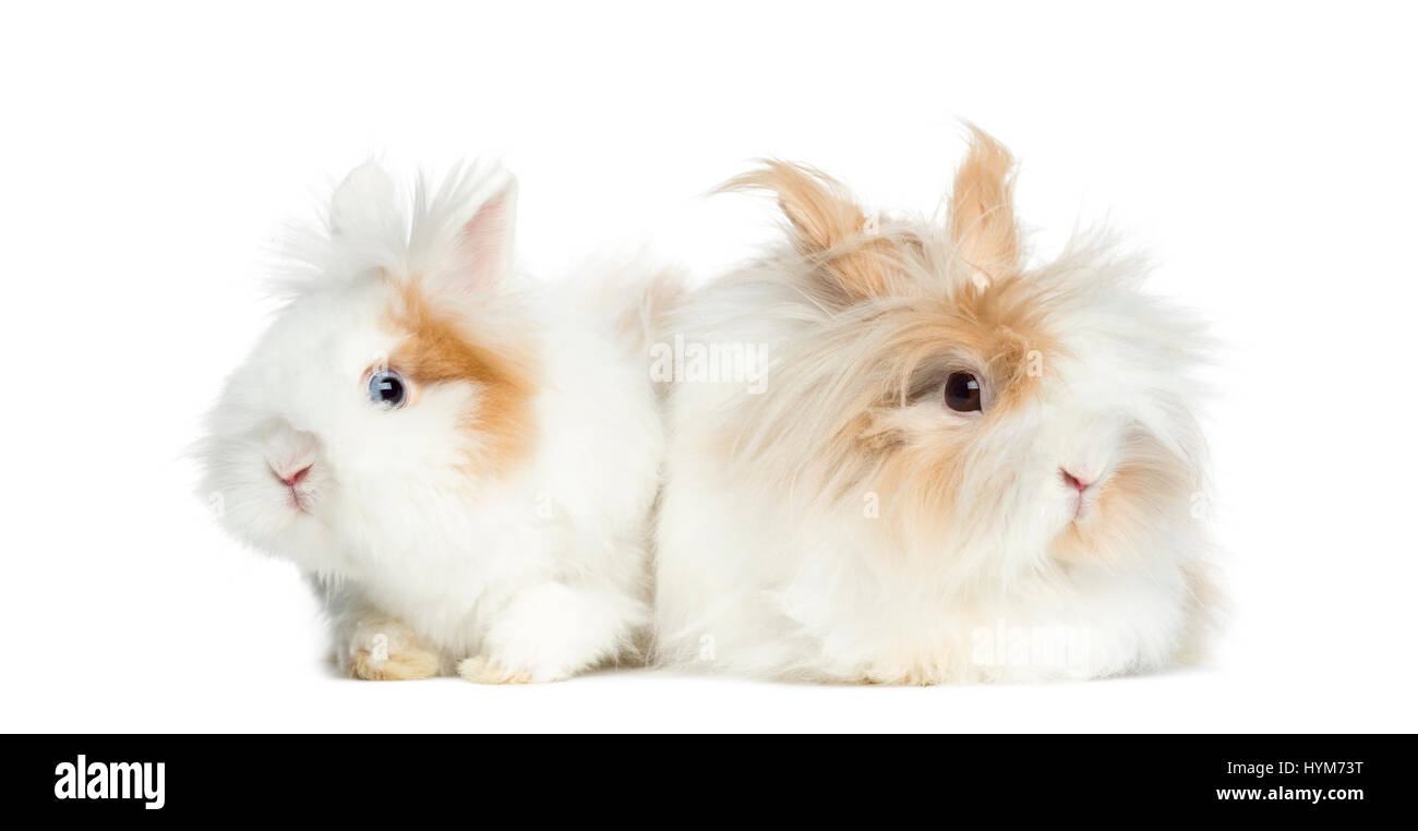 Two Rabbits lying side by side, isolated on white Stock Photo - Alamy