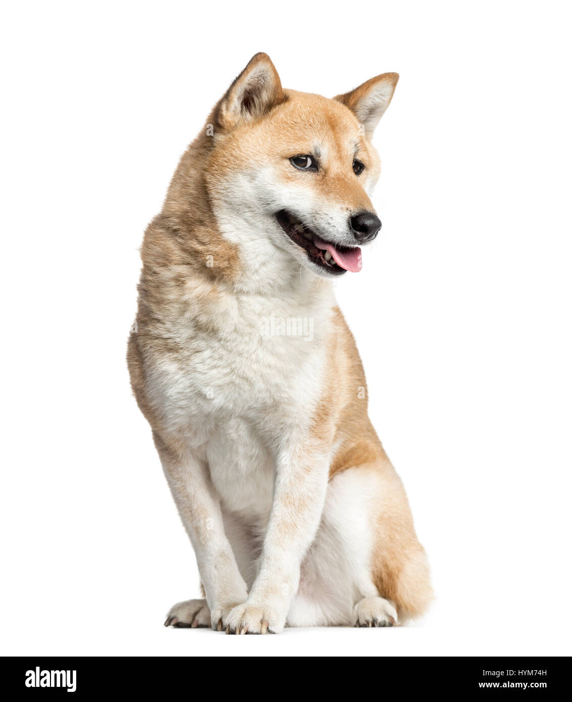 Shiba Inu sitting, 8 years old, isolated on white Stock Photo - Alamy