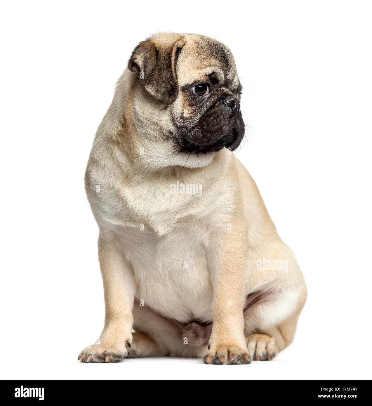 Pug sitting, 7 months old, isolated on white Stock Photo - Alamy