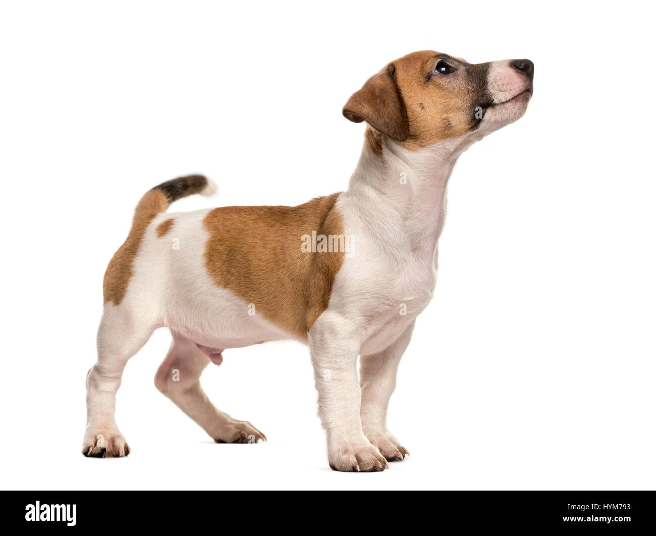Jack russell standing up hi-res stock photography and images - Alamy