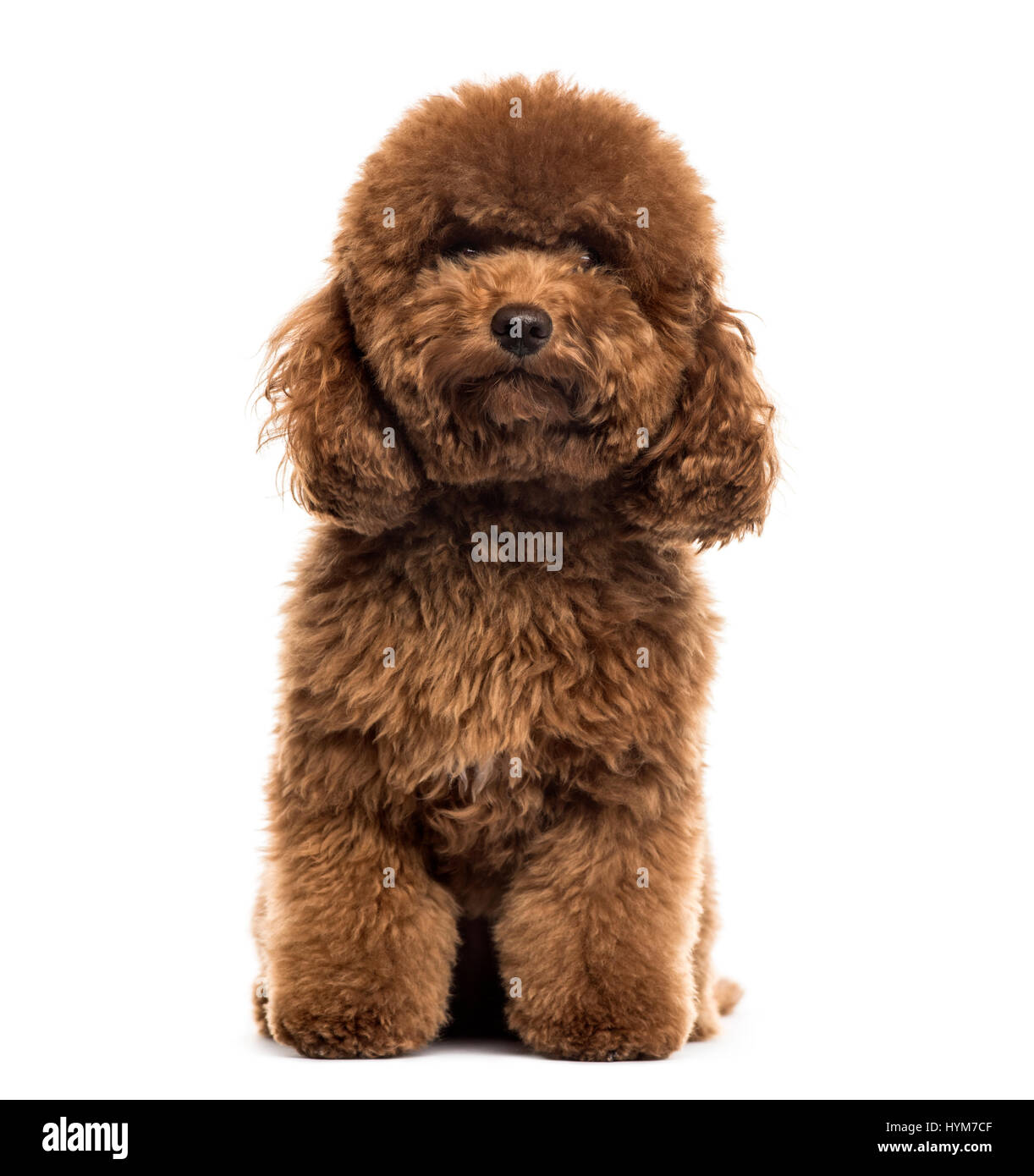 Poodle sitting, isolated on white Stock Photo - Alamy