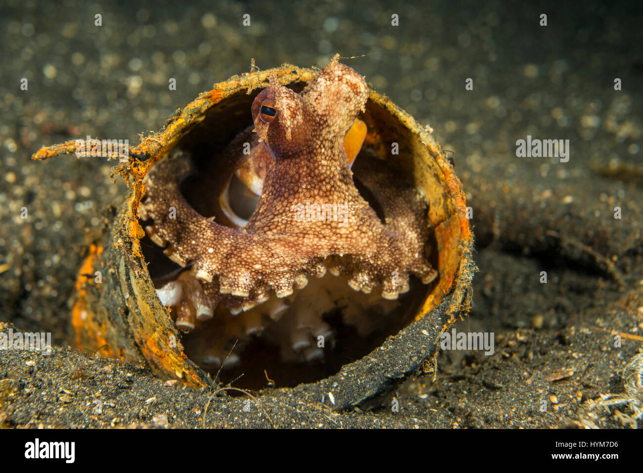 Coconut octopus, veined octopus (Amphioctopus marginatus), hiding ...
