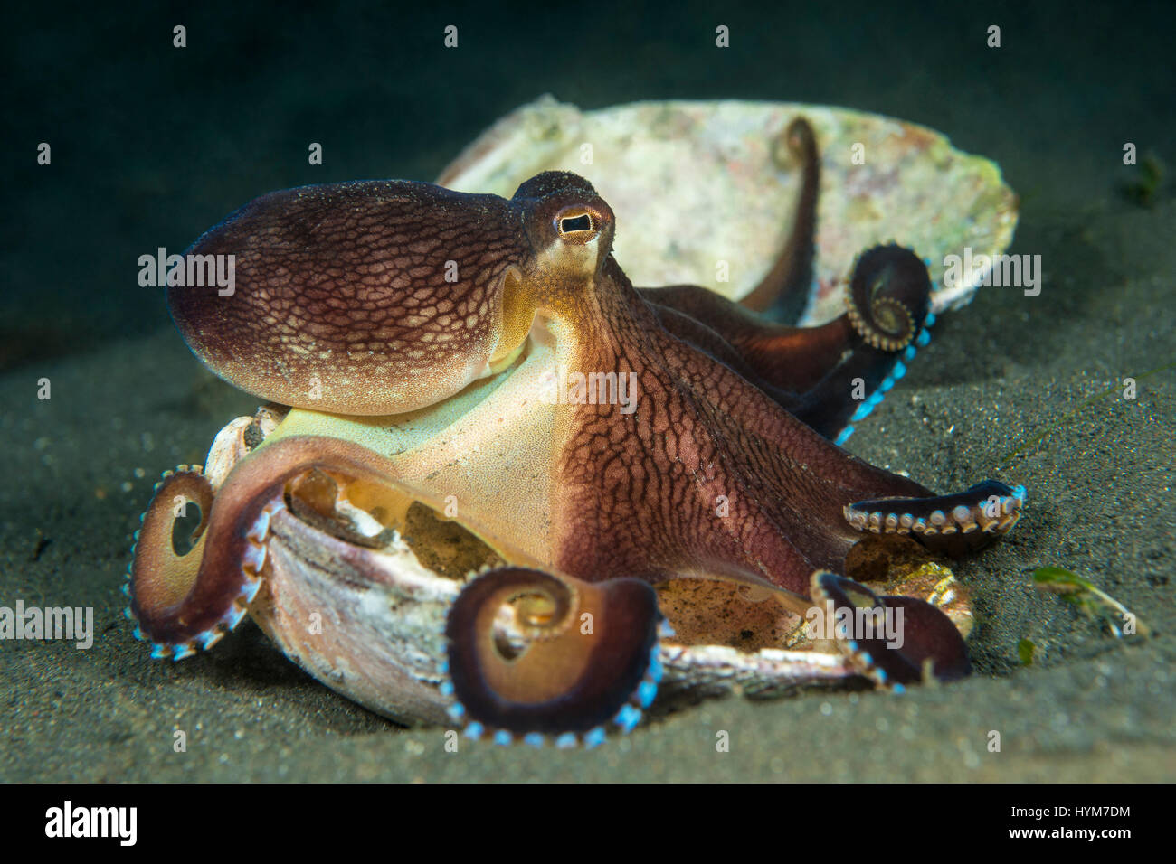 Coconut octopus, veined octopus (Amphioctopus marginatus), collecting ...