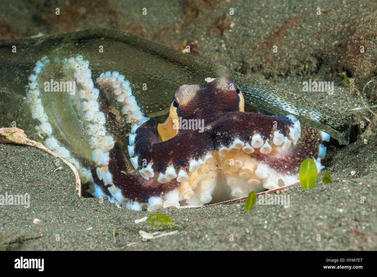 Coconut octopus, veined octopus (Amphioctopus marginatus), changing ...