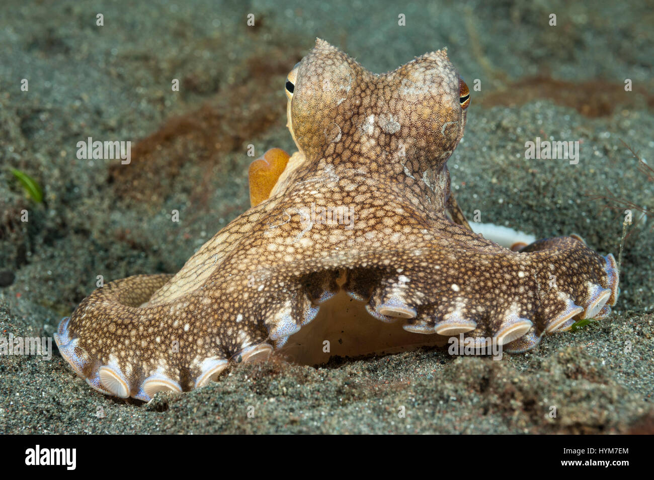 Coconut octopus, veined octopus (Amphioctopus marginatus), portrait ...
