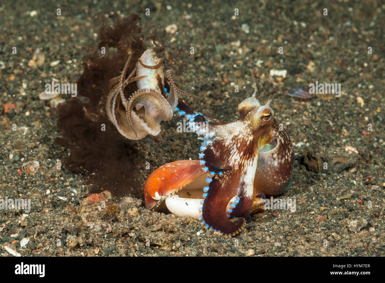 Octopus ink cloud hi-res stock photography and images - Alamy