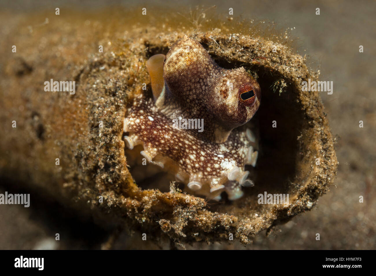 Coconut octopus, veined octopus (Amphioctopus marginatus) hiding in a ...