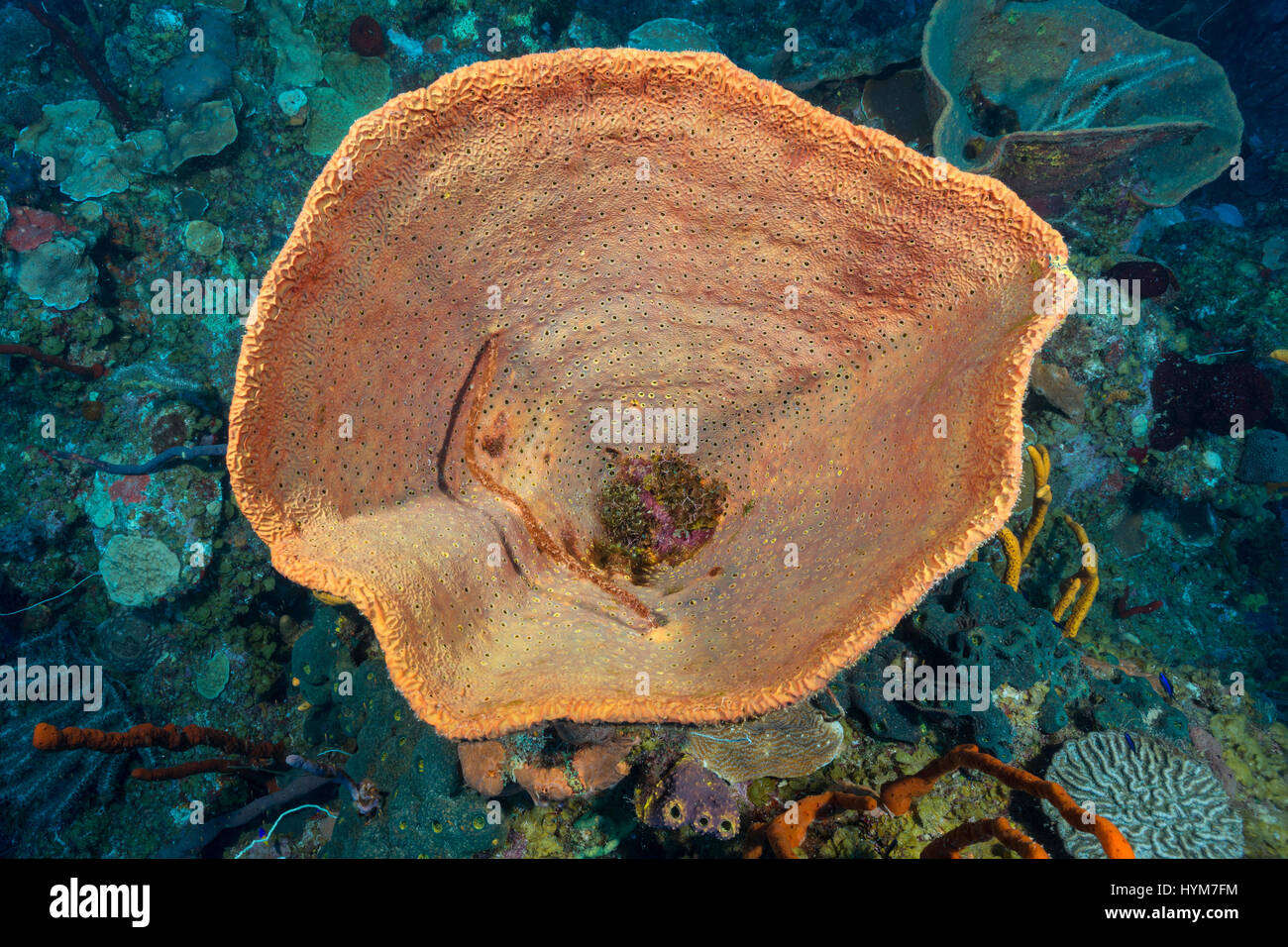 Vase Sponge as seen from above Stock Photo - Alamy