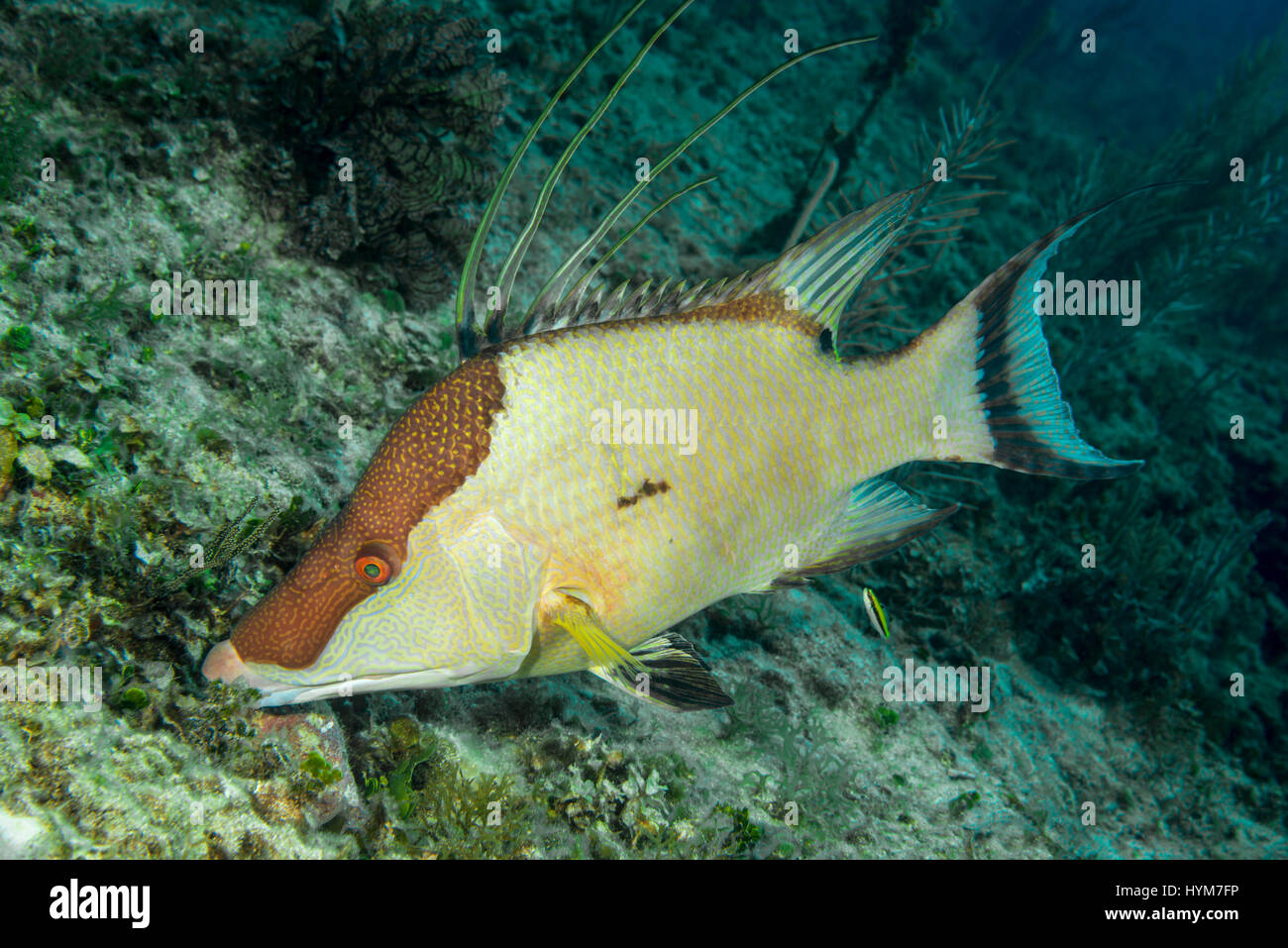 Hogfish .(Lachnolaimus maximus Stock Photo - Alamy