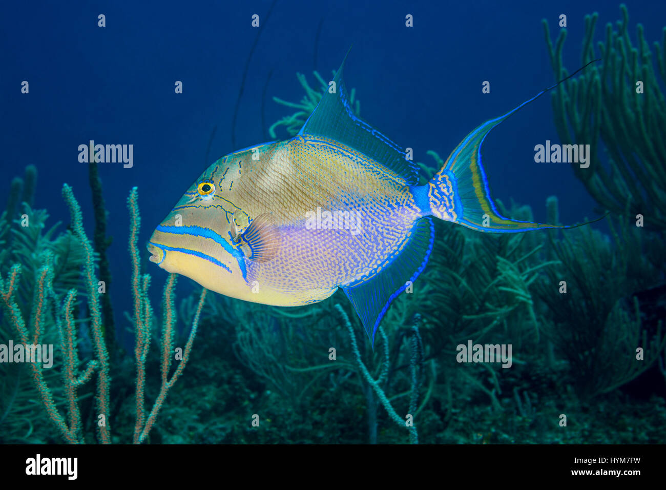 Old Wife, Queen Triggerfish (Balistes vetula Stock Photo - Alamy