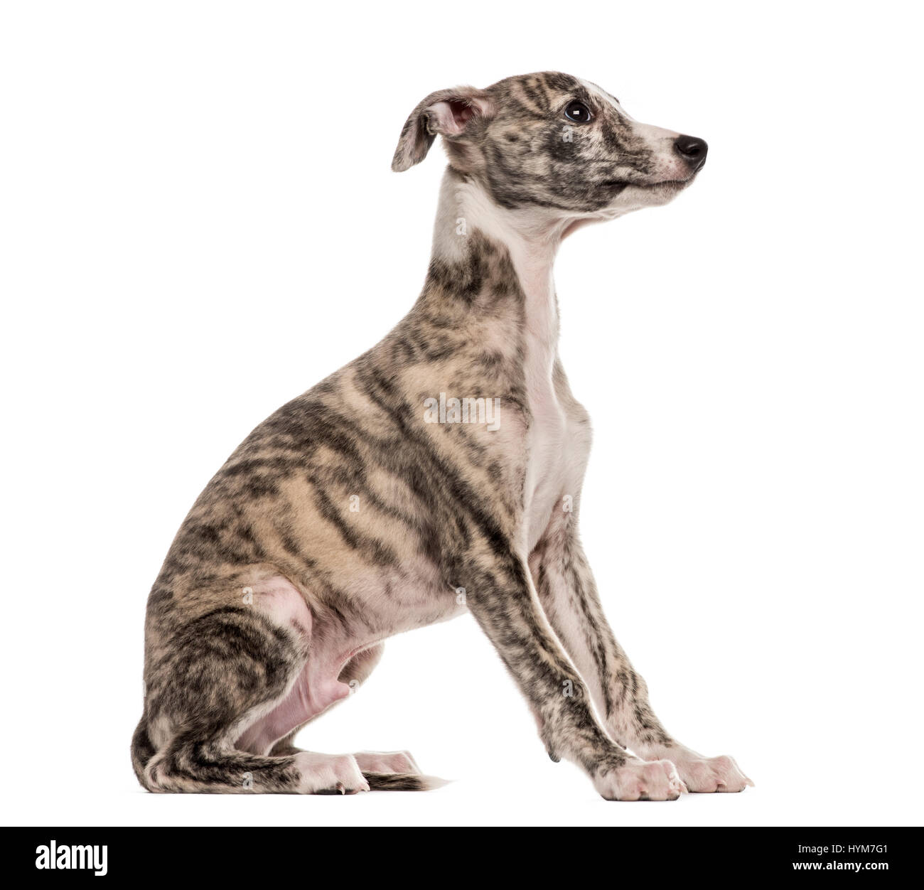 whippet sitting, 2,5 months, isolated on white Stock Photo - Alamy