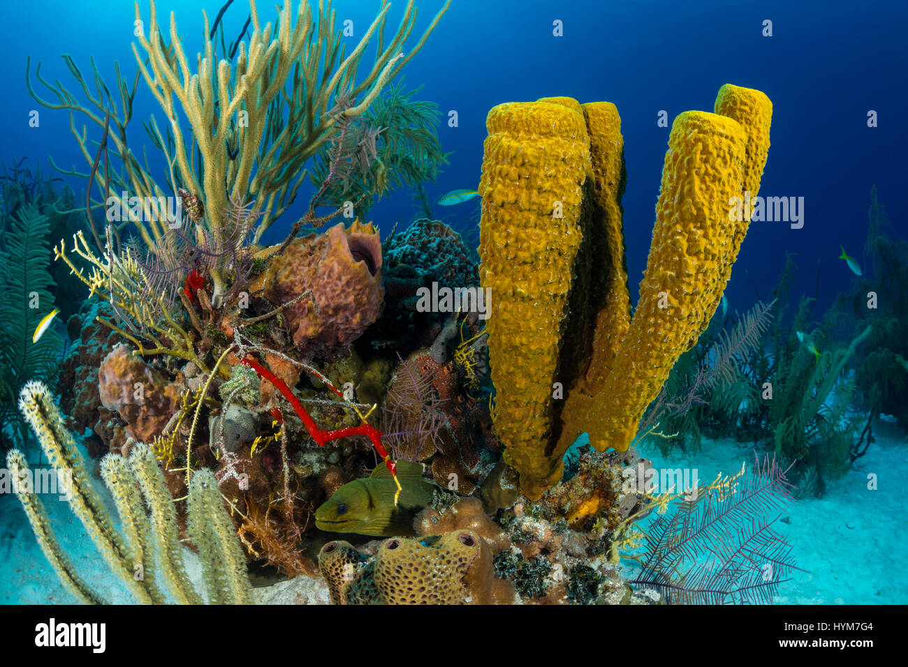 Yellow Tube Sponge (Aplysina fistularis Stock Photo - Alamy