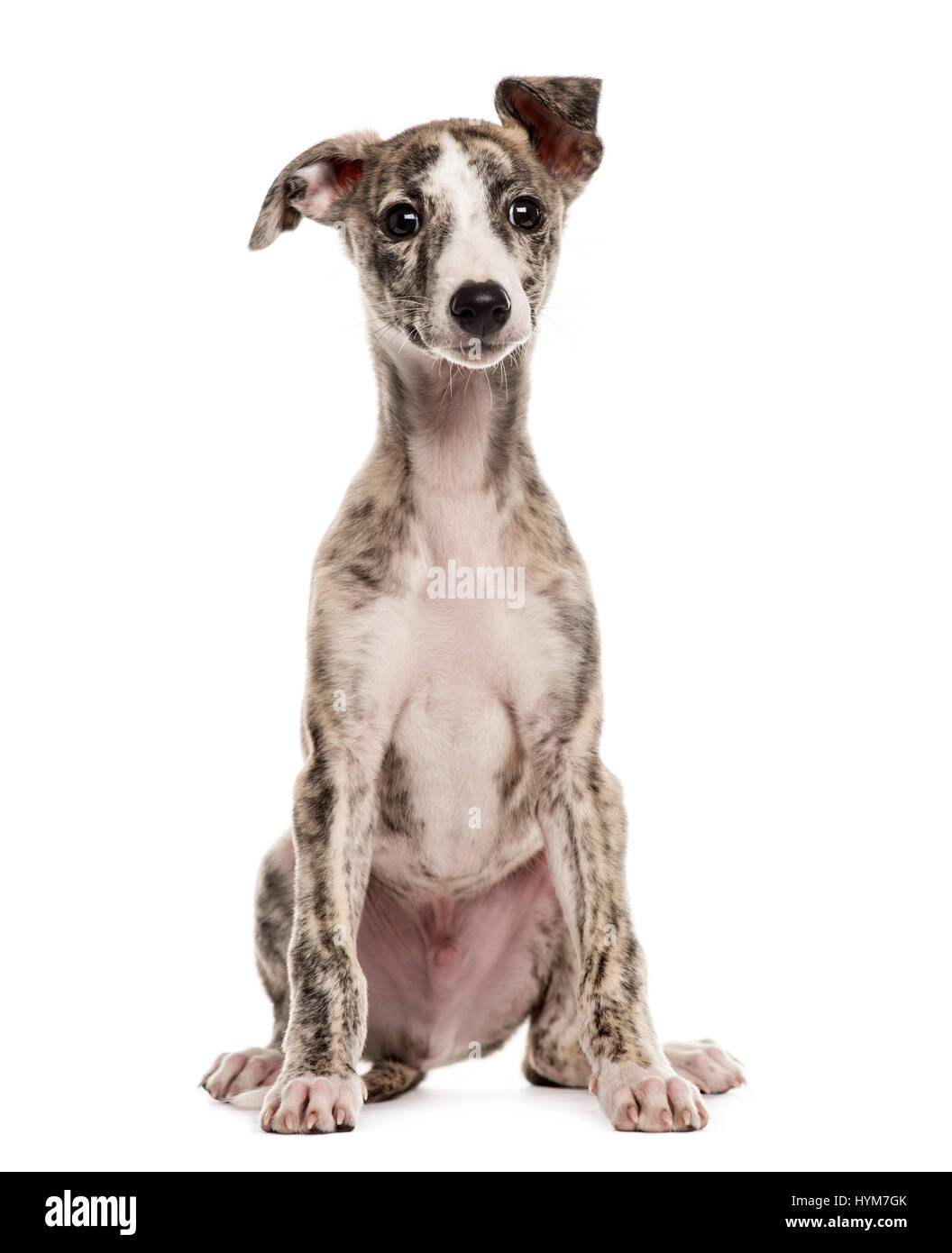 whippet sitting, 2,5 months, isolated on white Stock Photo - Alamy