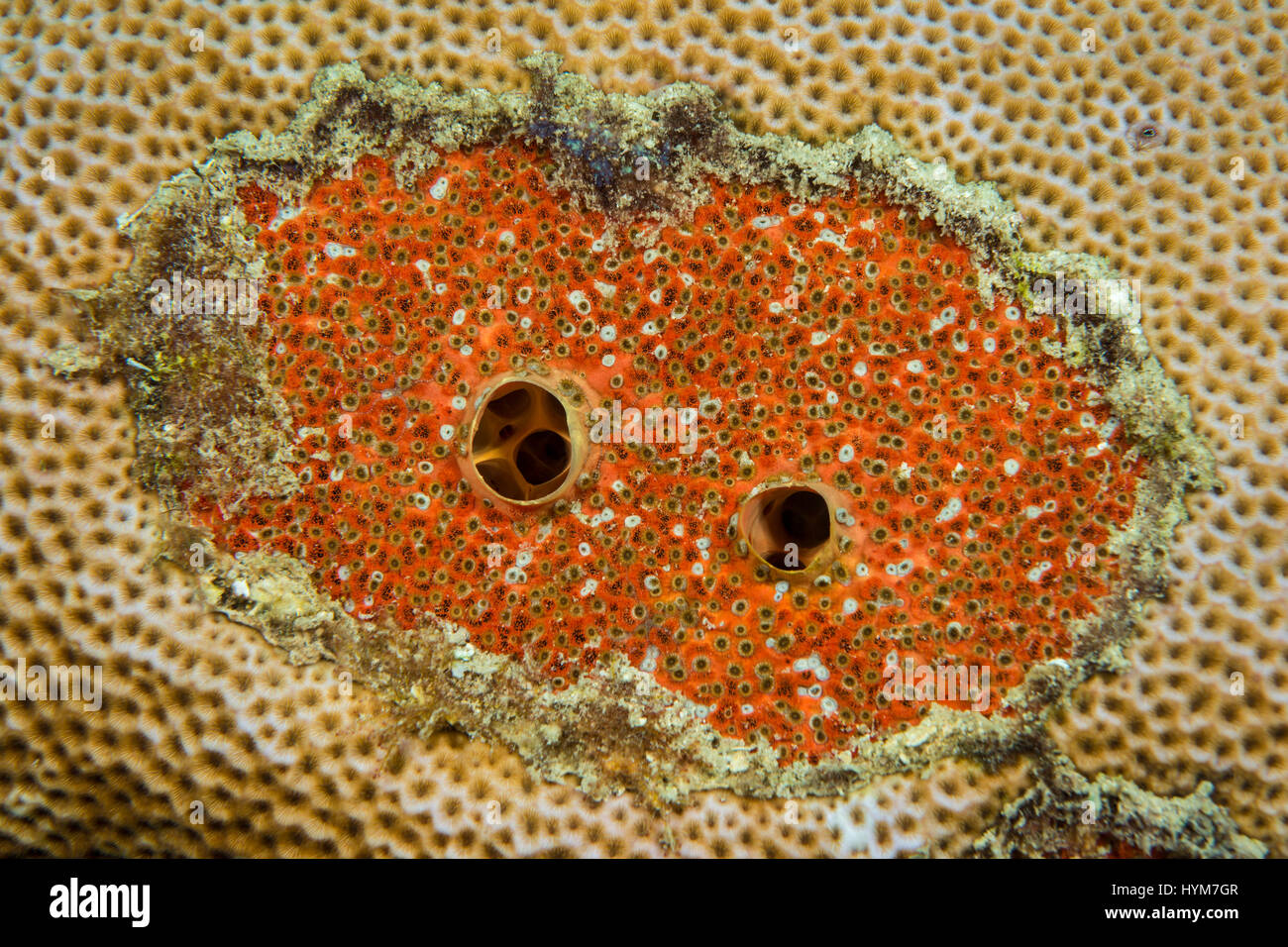 Red Boring Sponge (Cliona delitrix) drilling into a coral Stock Photo ...