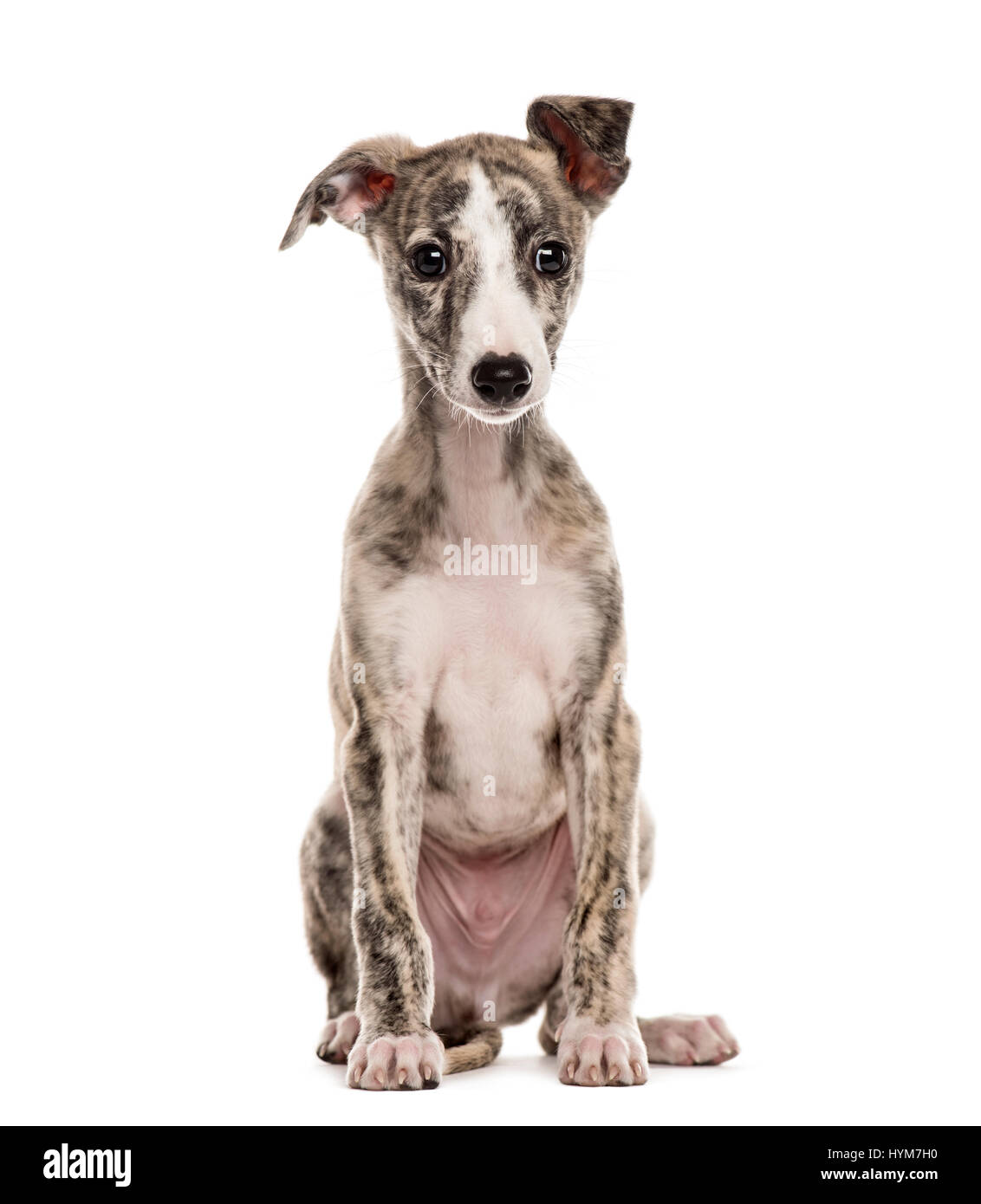whippet sitting, 2,5 months, isolated on white Stock Photo - Alamy