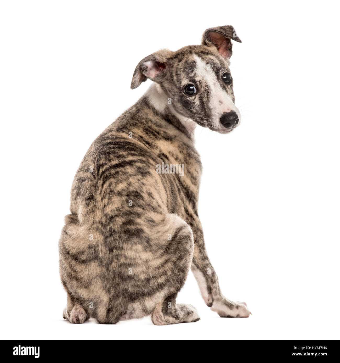 Rear view of a whippet looking backwards, 2,5 months, isolated on white ...