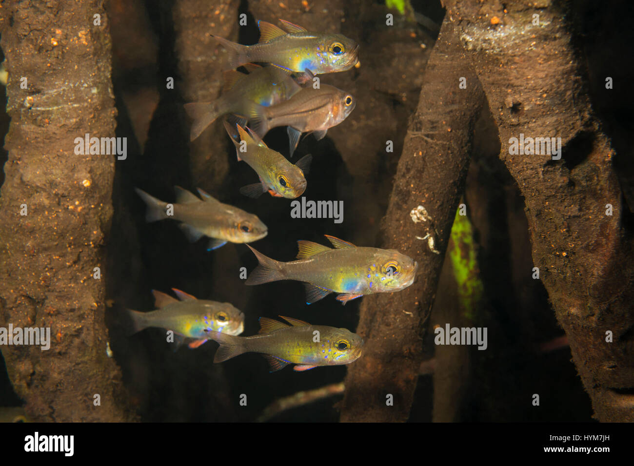 Cardinalfish (Zoramia flebila), school amongst mangrove roots Stock ...