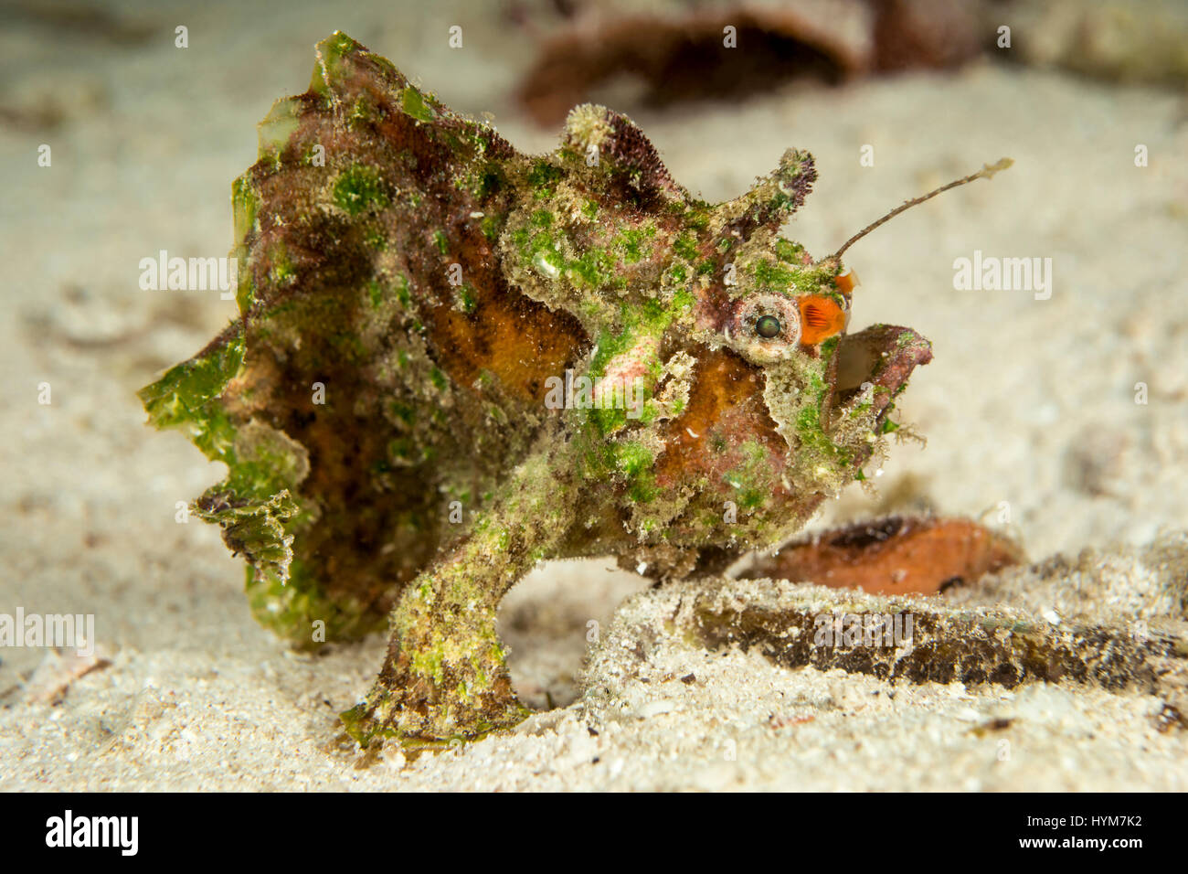 Marble-Mouthed Frogfish (Lophiocharon lithinostomus) walking on the ...