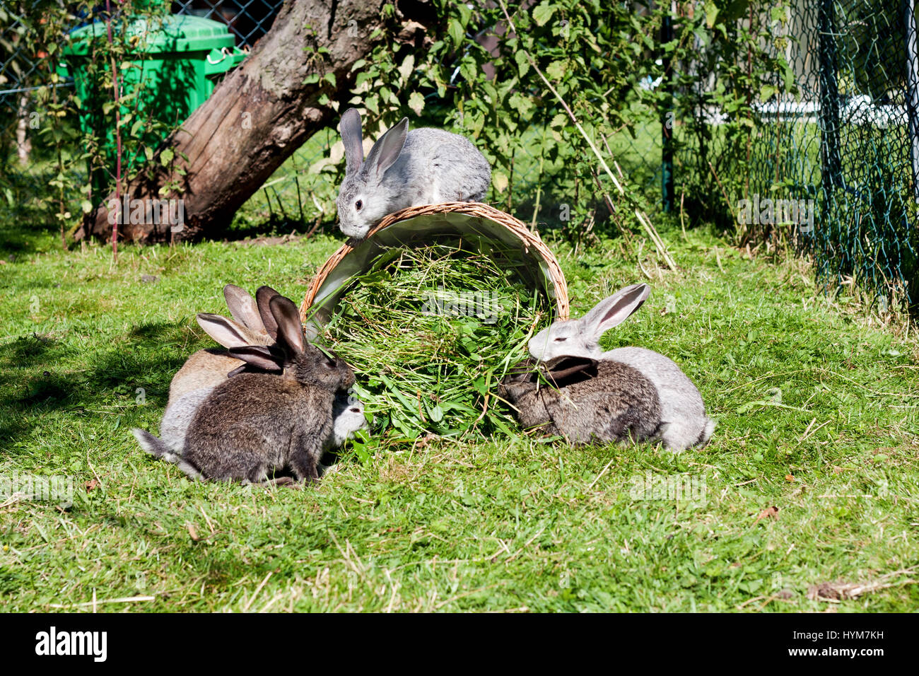 Domestic rabbit. Juveniles eating grass and clover from a wicker basket ...