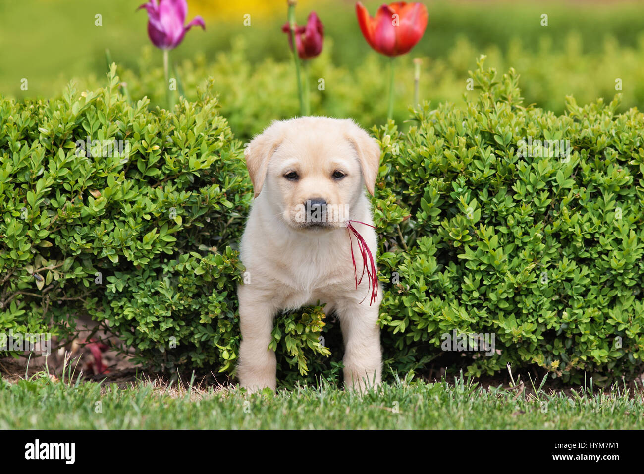 Labrador Retriever. Yellow puppy (8 weeks old) in a Boxwood hedge ...