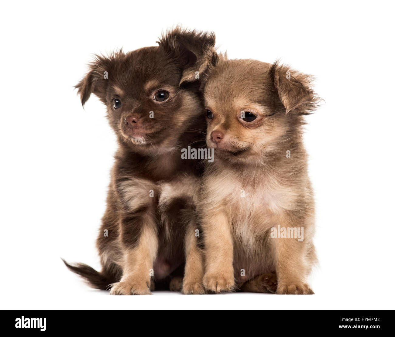 Two dogs chihuahua puppies hi-res stock photography and images - Alamy