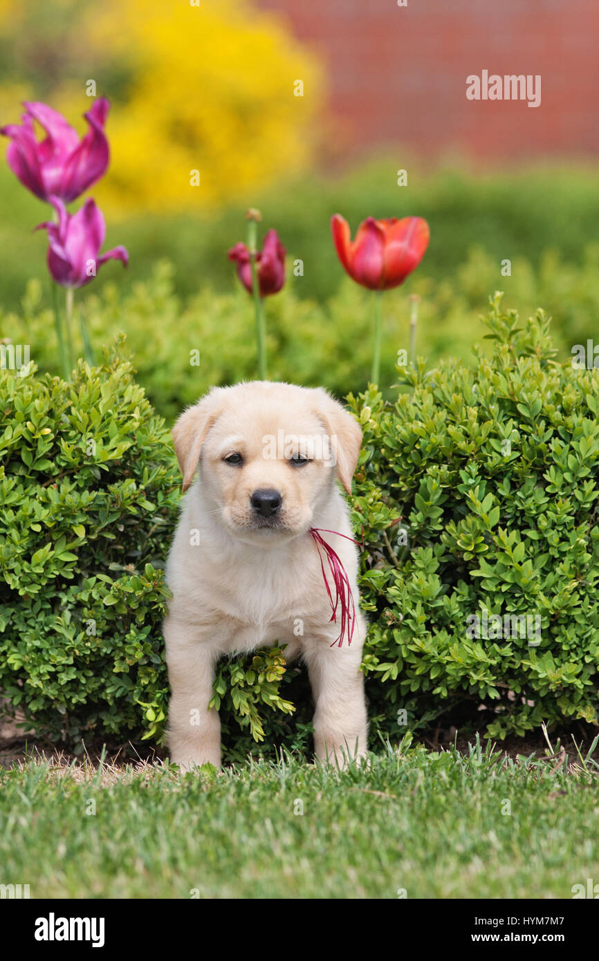 Labrador Retriever. Yellow puppy (8 weeks old) in a Boxwood hedge ...