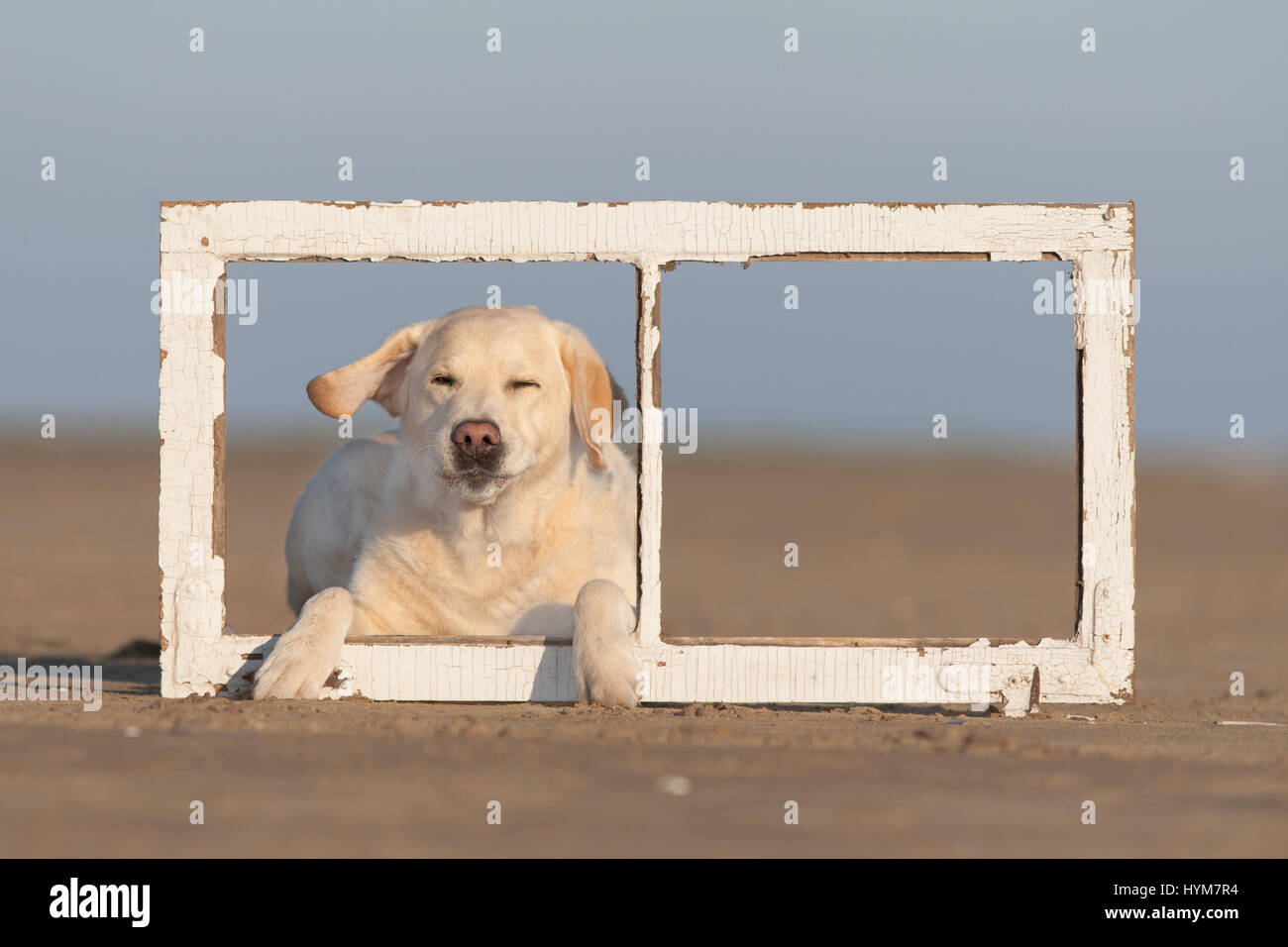 Labrador Retriever. Yellow adult male lying on a beach. looking through ...