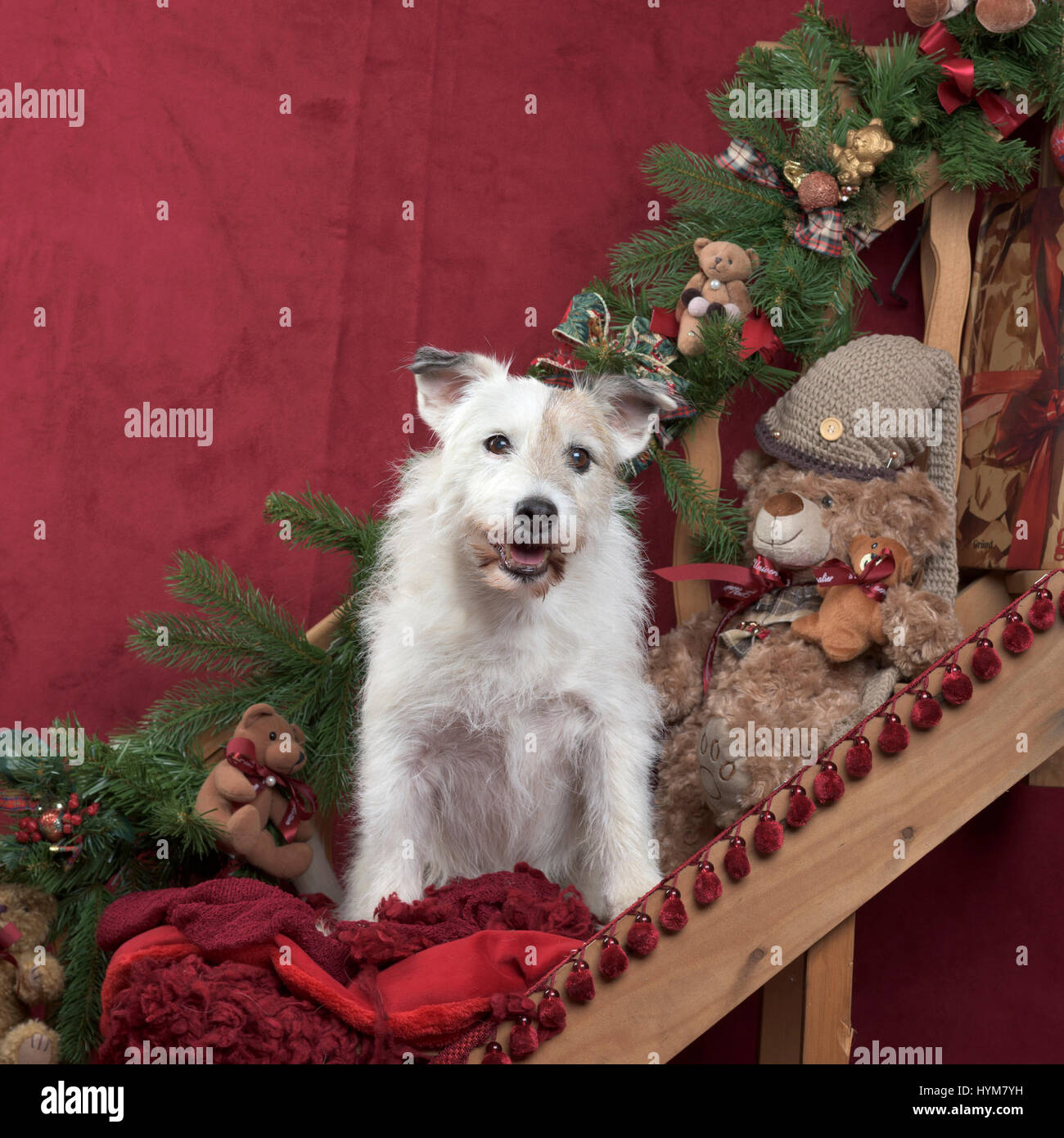 Jack russell in Christmas decoration Stock Photo - Alamy