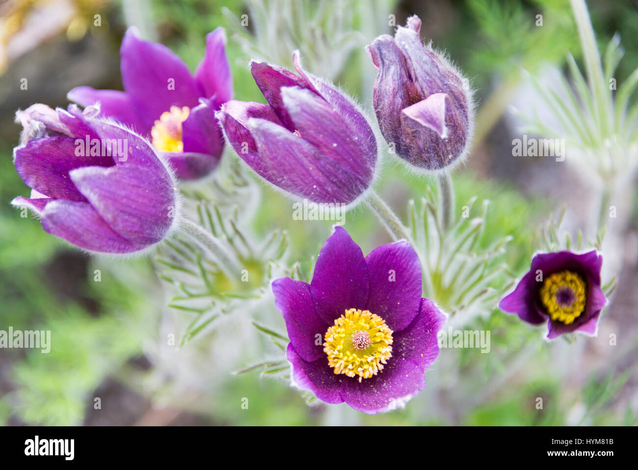 Pasque Flower, close up photograph Stock Photo - Alamy