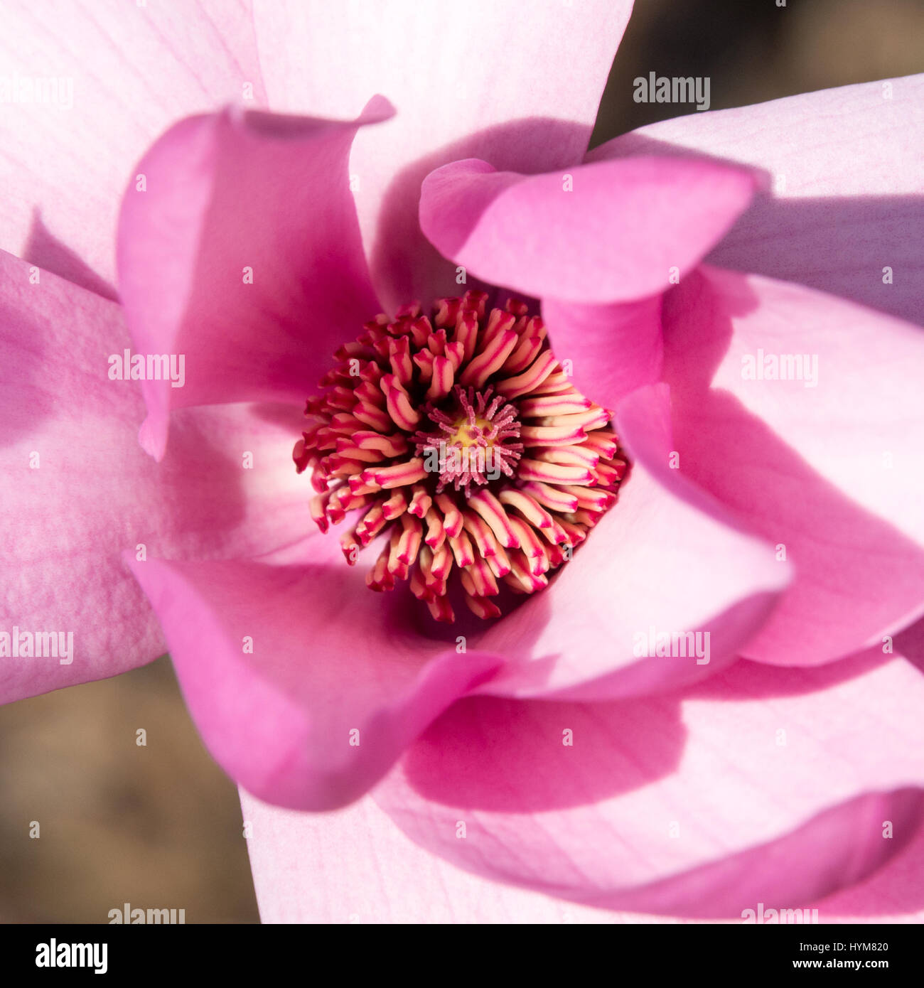 Close-Up Photograph of a Magnolia Blossom Stock Photo - Alamy