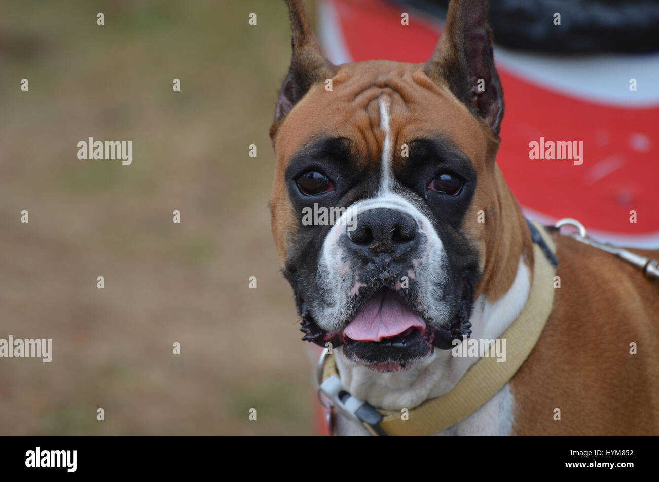 Great face of a boxer puppy dog Stock Photo - Alamy