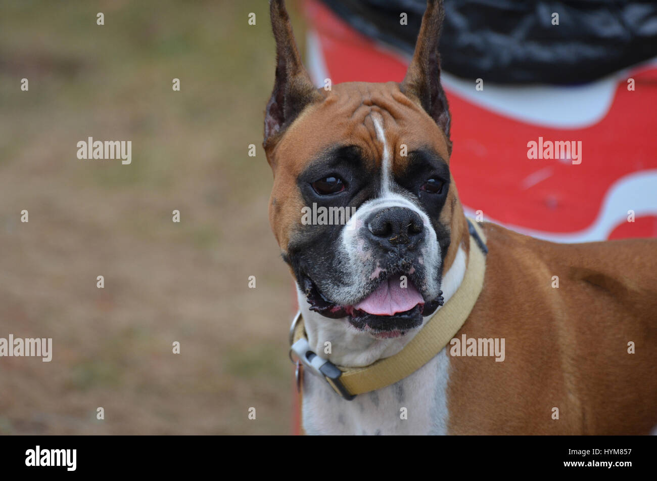 Boxer dogs face hi-res stock photography and images - Alamy