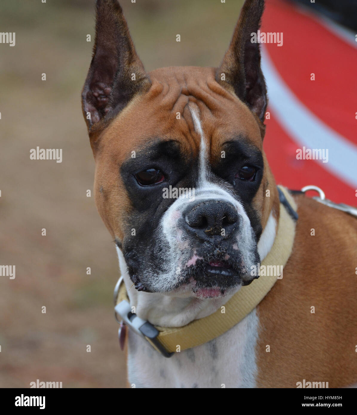Beautiful face of a boxer dog Stock Photo - Alamy