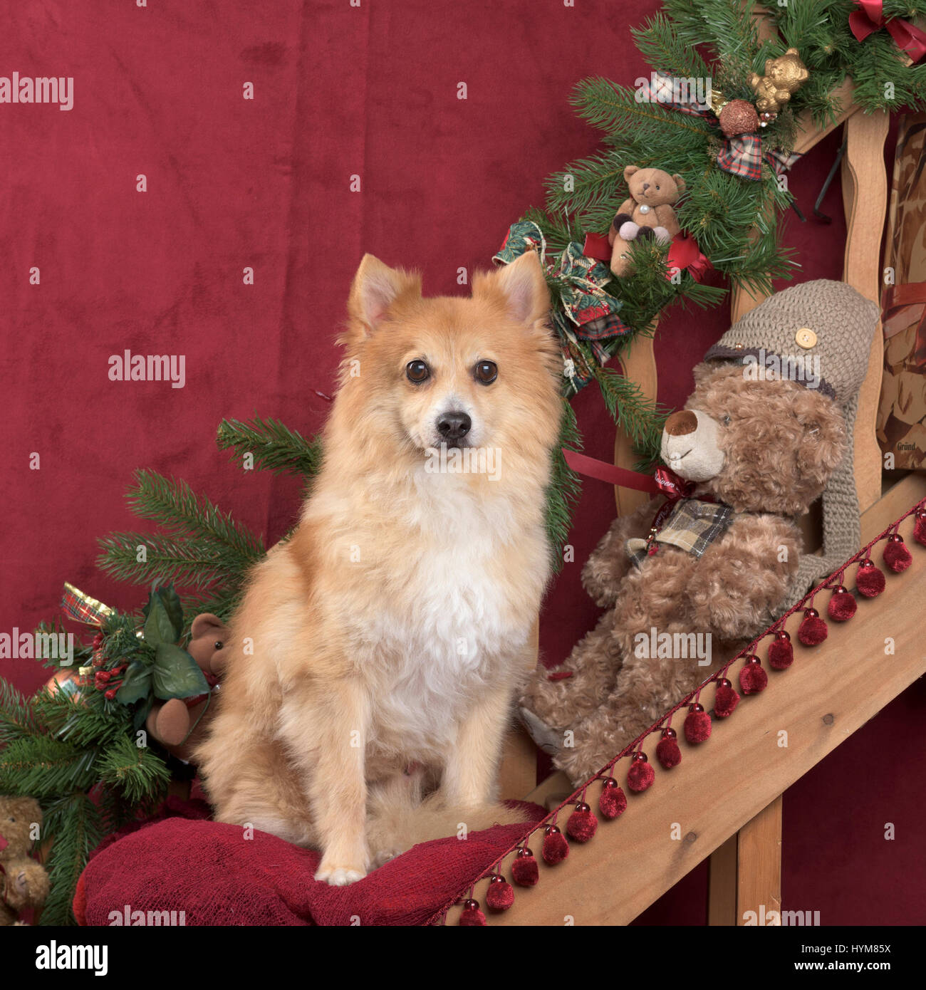 German wolfspitz hi-res stock photography and images - Alamy