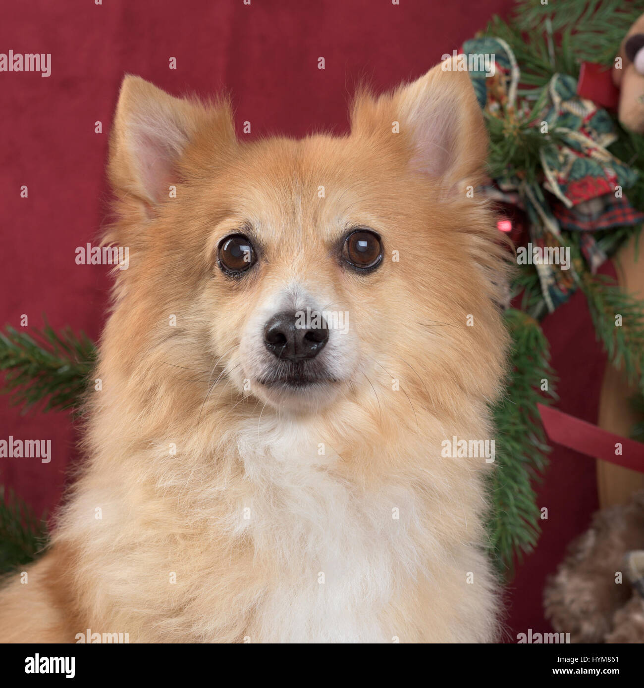 German wolfspitz hi-res stock photography and images - Alamy