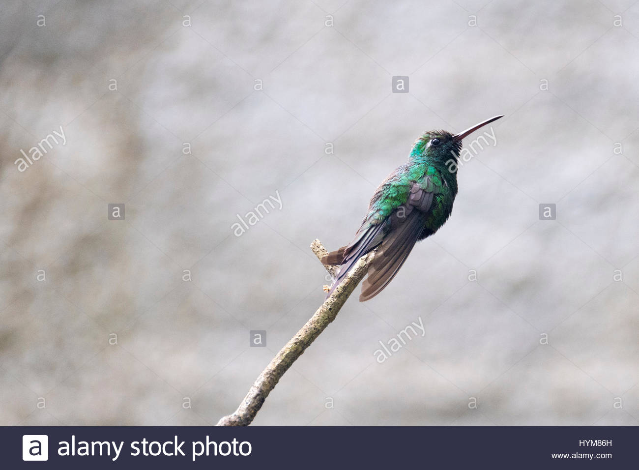 Cuban Bee Hummingbird Stock Photos & Cuban Bee Hummingbird Stock Images ...