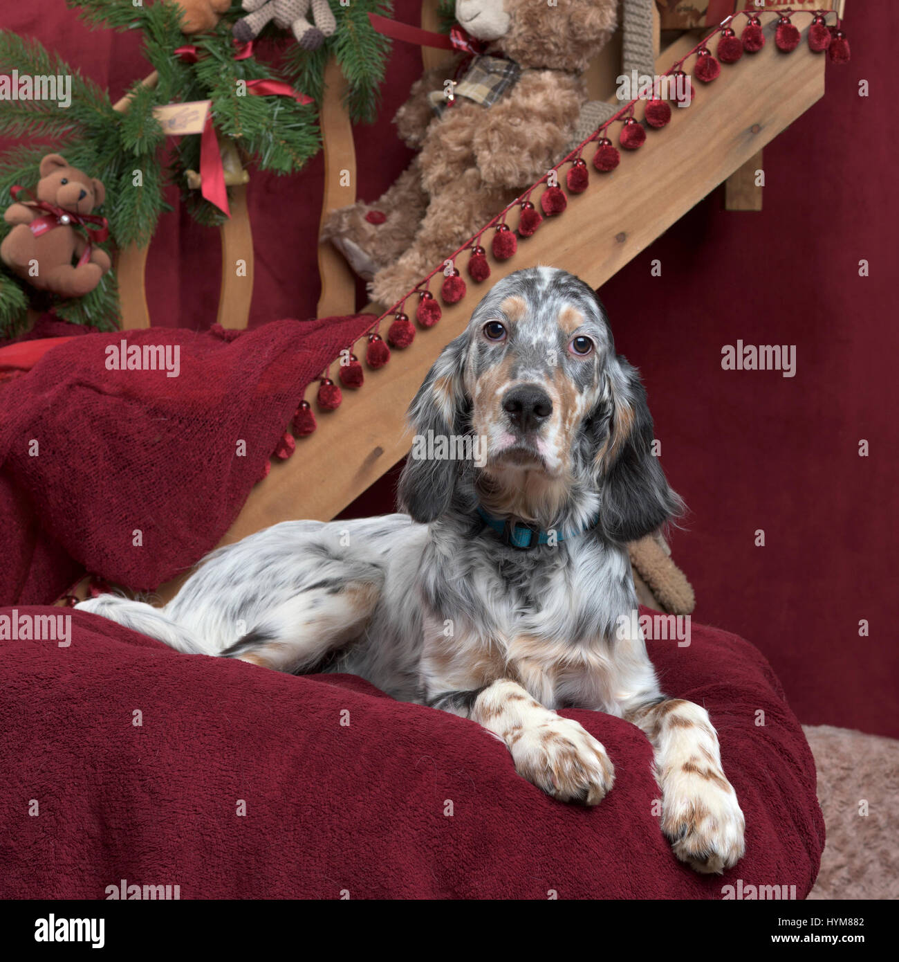 English setter in Christmas decoration Stock Photo - Alamy