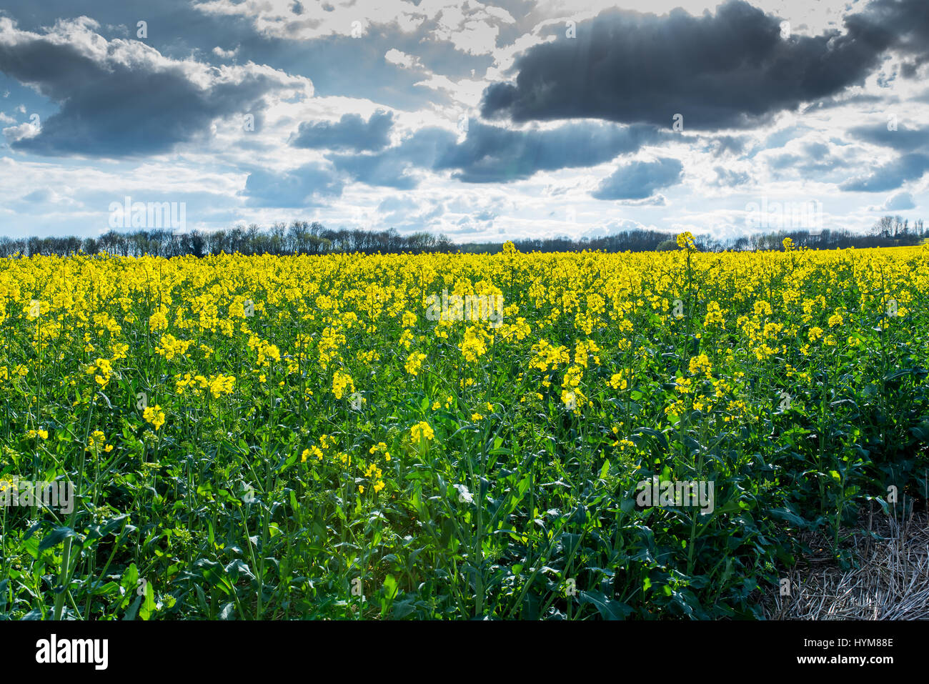 Rape Oil Field Stock Photo - Alamy