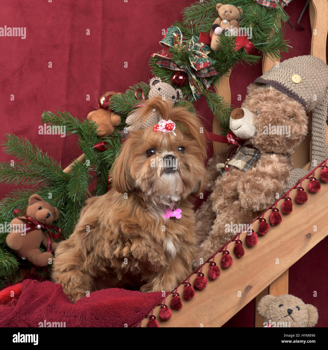 Shih tzu in Christmas decoration Stock Photo - Alamy
