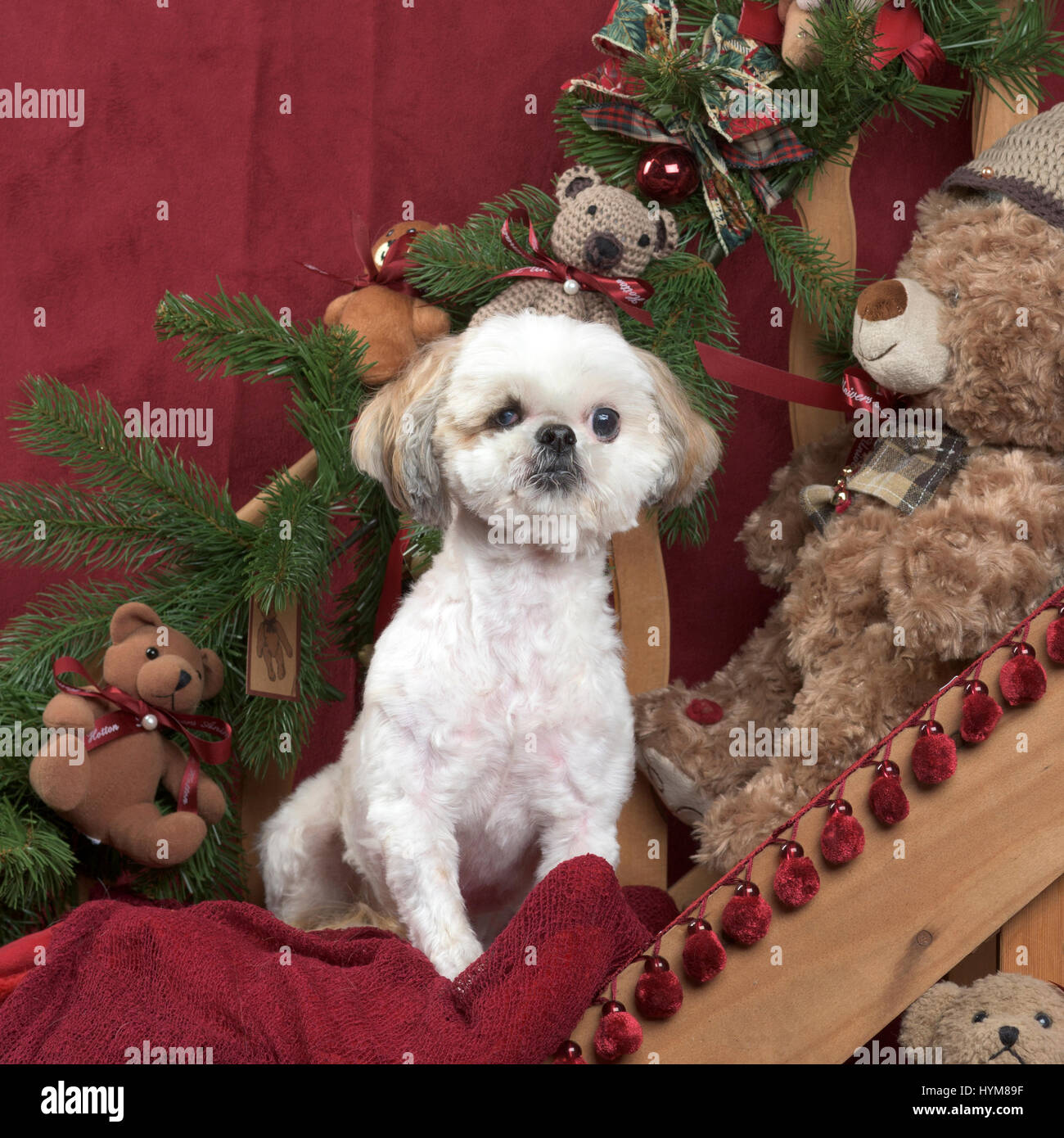 Shih tzu christmas hi-res stock photography and images - Alamy