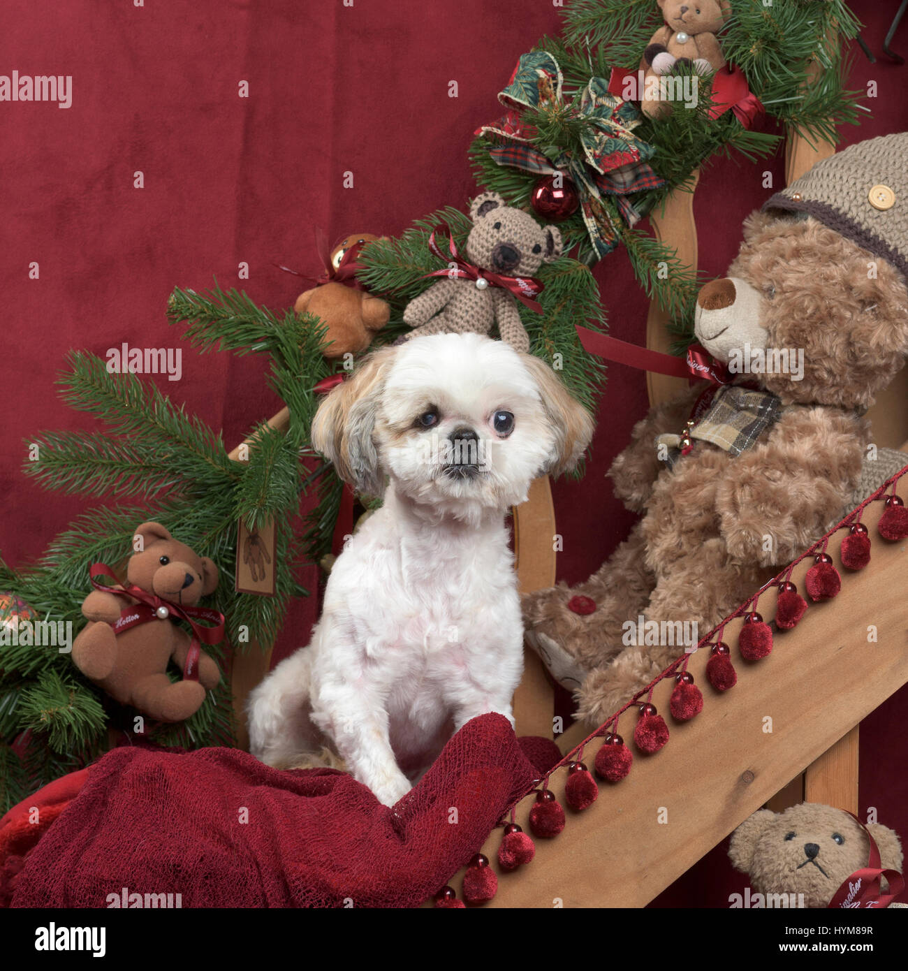 Shih tzu christmas hi-res stock photography and images - Alamy
