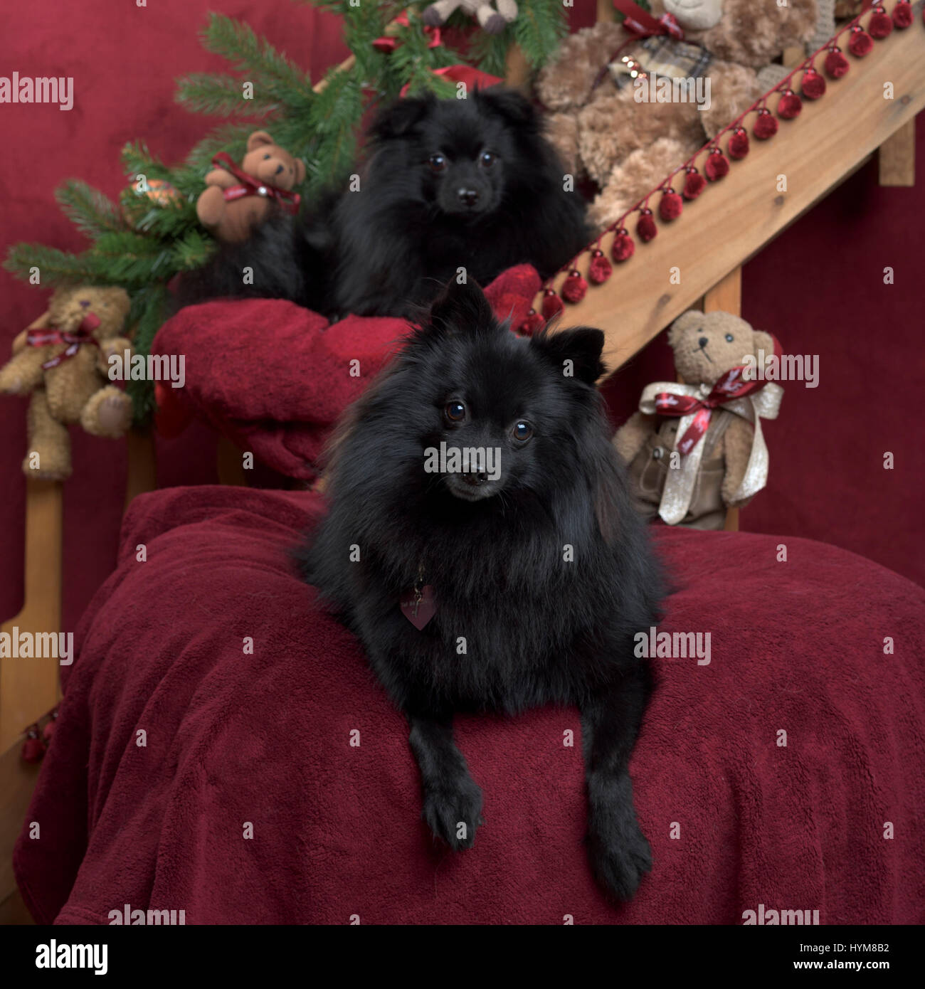 Black german spitz sitting, in christmas decorations Stock Photo - Alamy