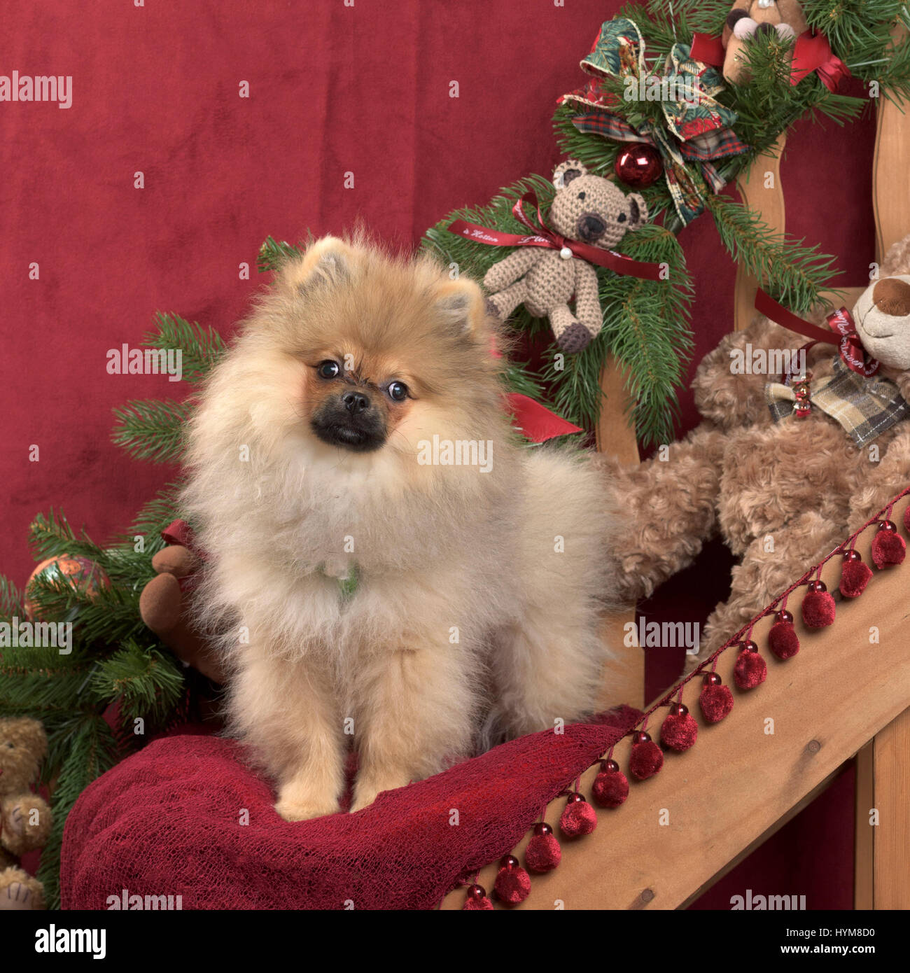 Pomeranian in christmas decoration hi-res stock photography and images ...